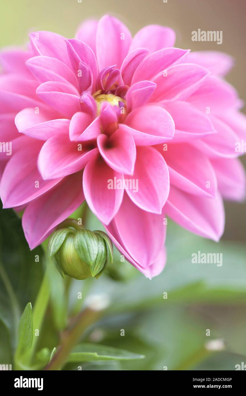 Dahlia sp. flower Stock Photo - Alamy