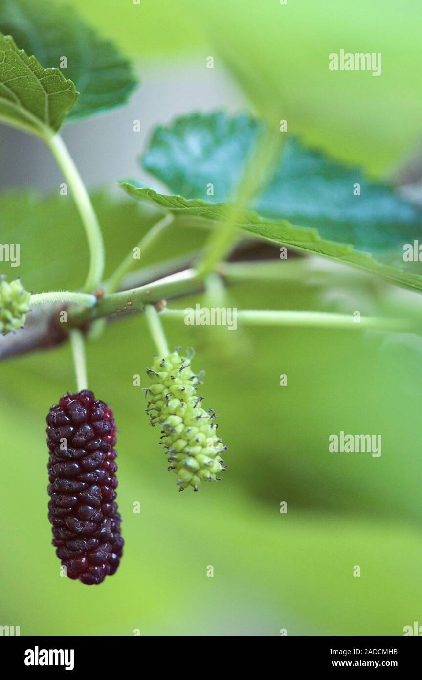 Red mulberry (Morus rubra) fruits Stock Photo - Alamy