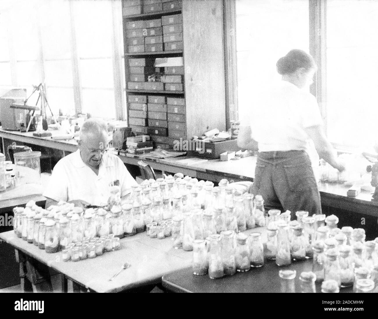 Russian-US geneticist Theodosius Dobzhansky (1900-1975) with fly jars ...