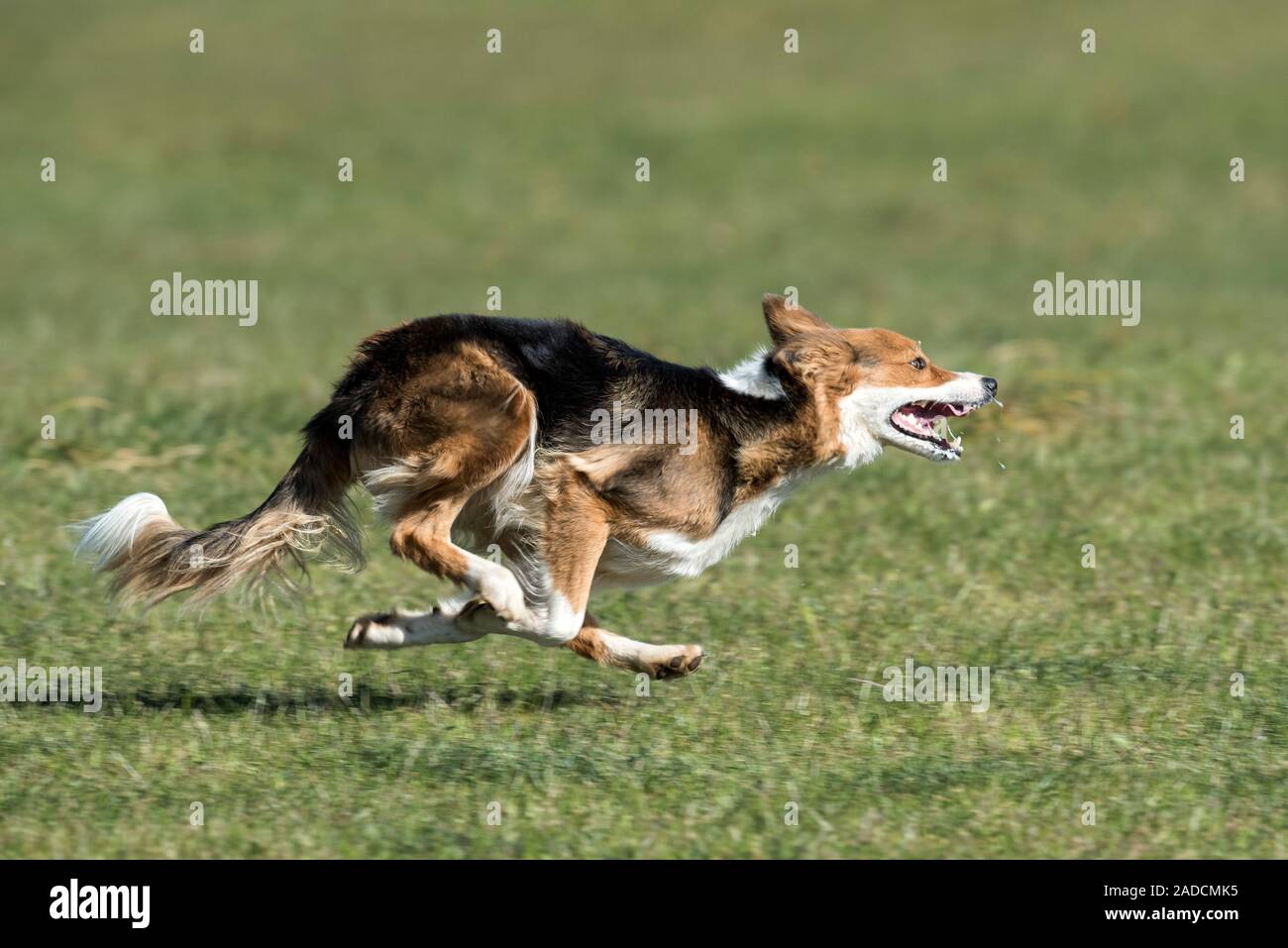 A Border Collie competing at the South African national sheepdog ...