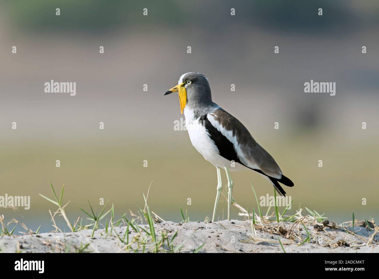 White-crowned lapwing (Vanellus albiceps), also known as the white ...