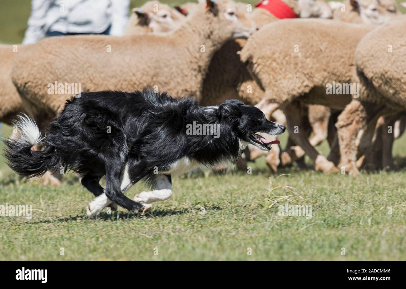 A Border Collie herding Merino sheep (Ovis orientalis aries merino) at ...