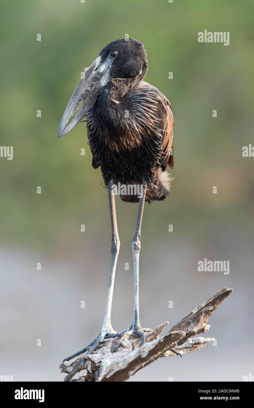 African openbill stork (Anastomus lamelligerus). The African openbill ...