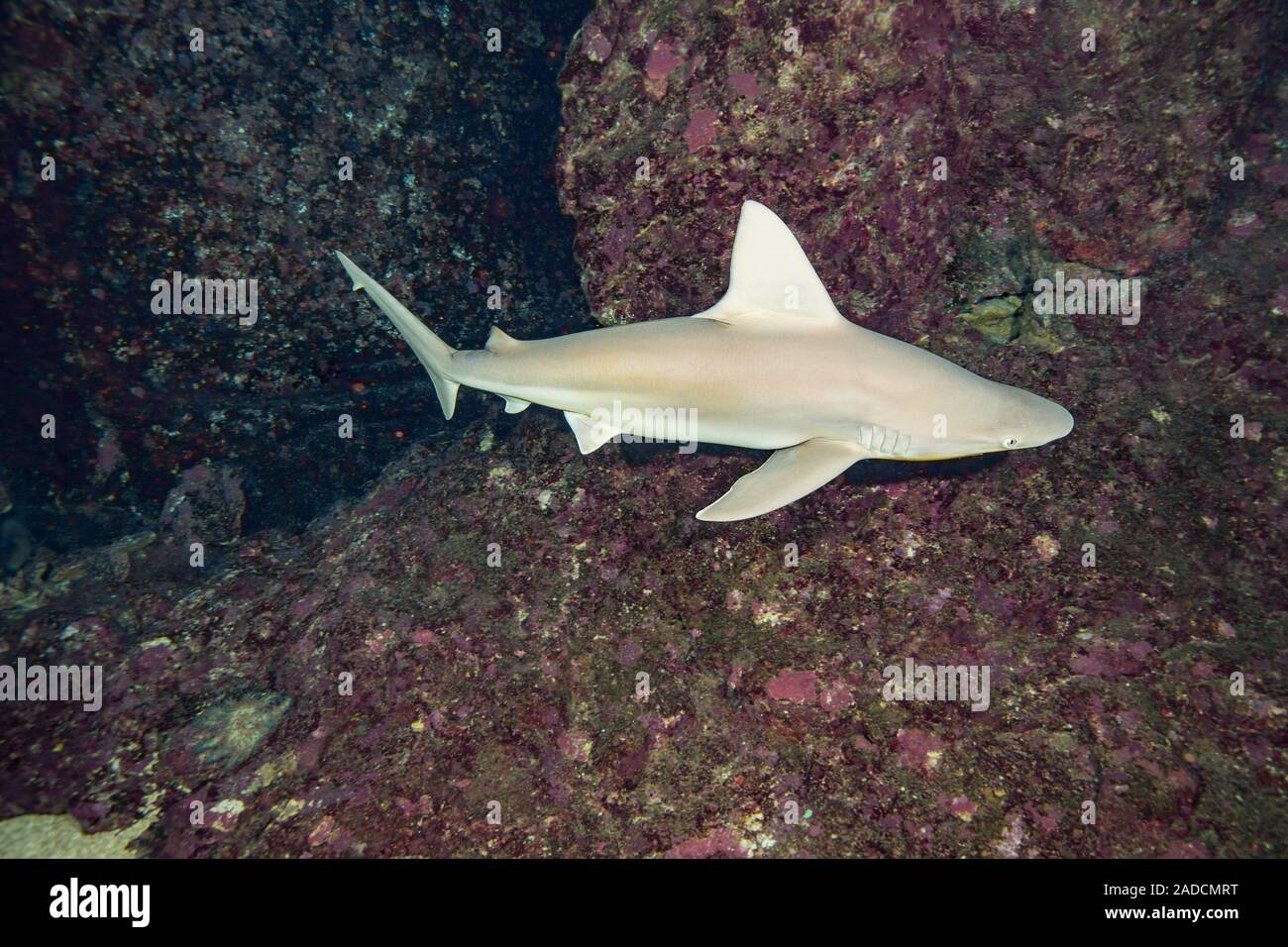 Carcharhinus species hi-res stock photography and images - Alamy