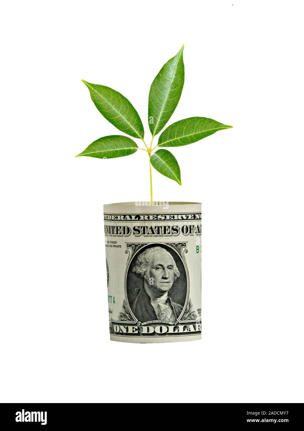 Dollar bill tree Cut Out Stock Images & Pictures - Alamy