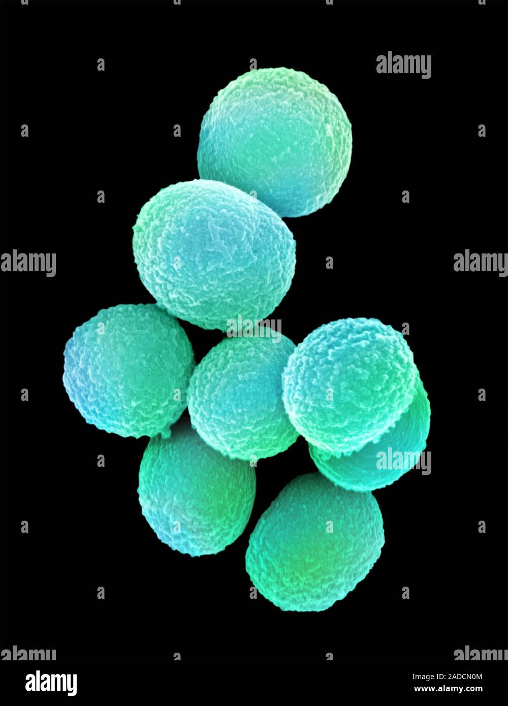 Staphylococcus aureus bacteria, coloured scanning electron micrograph ... Staphylococcus aureus bacteria, coloured scanning electron micrograph ...
