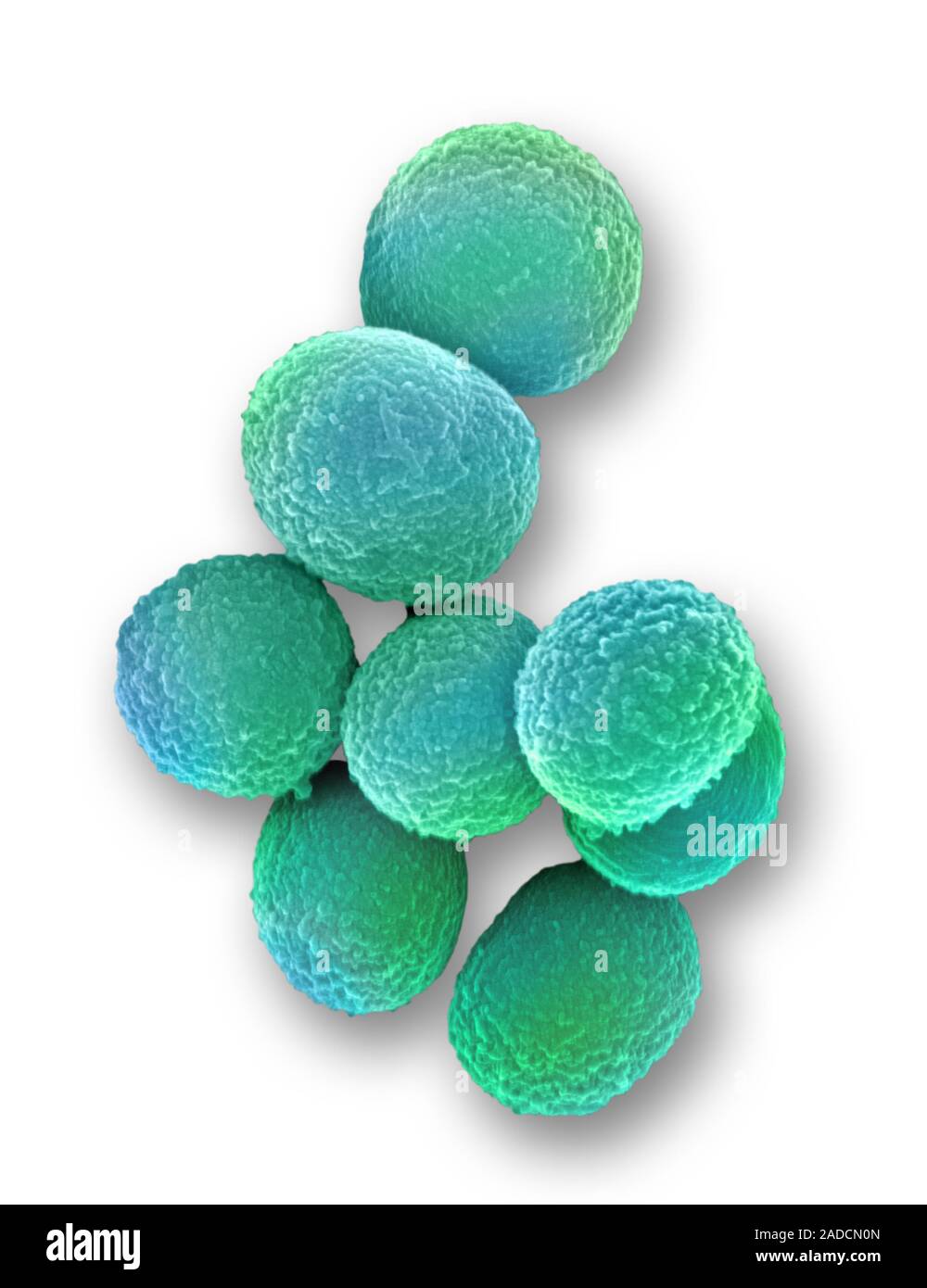 Staphylococcus aureus bacteria, coloured scanning electron micrograph ...