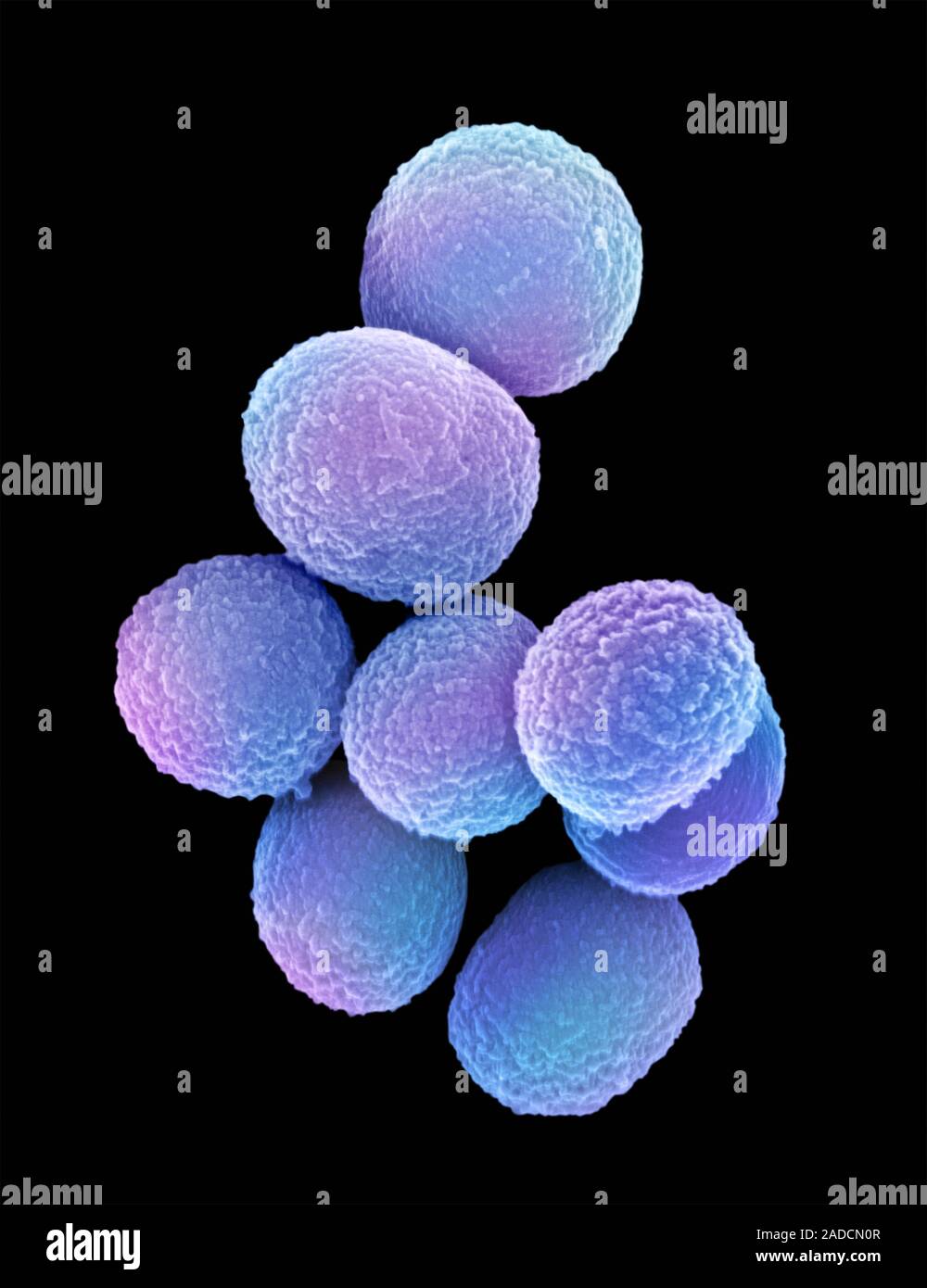 Staphylococcus aureus bacteria, coloured scanning electron micrograph ...