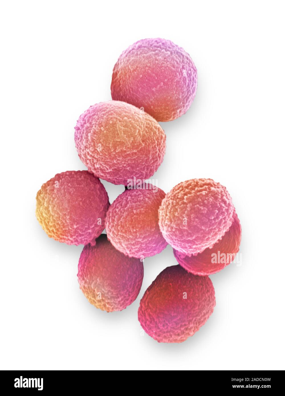 Staphylococcus aureus bacteria, coloured scanning electron micrograph ...