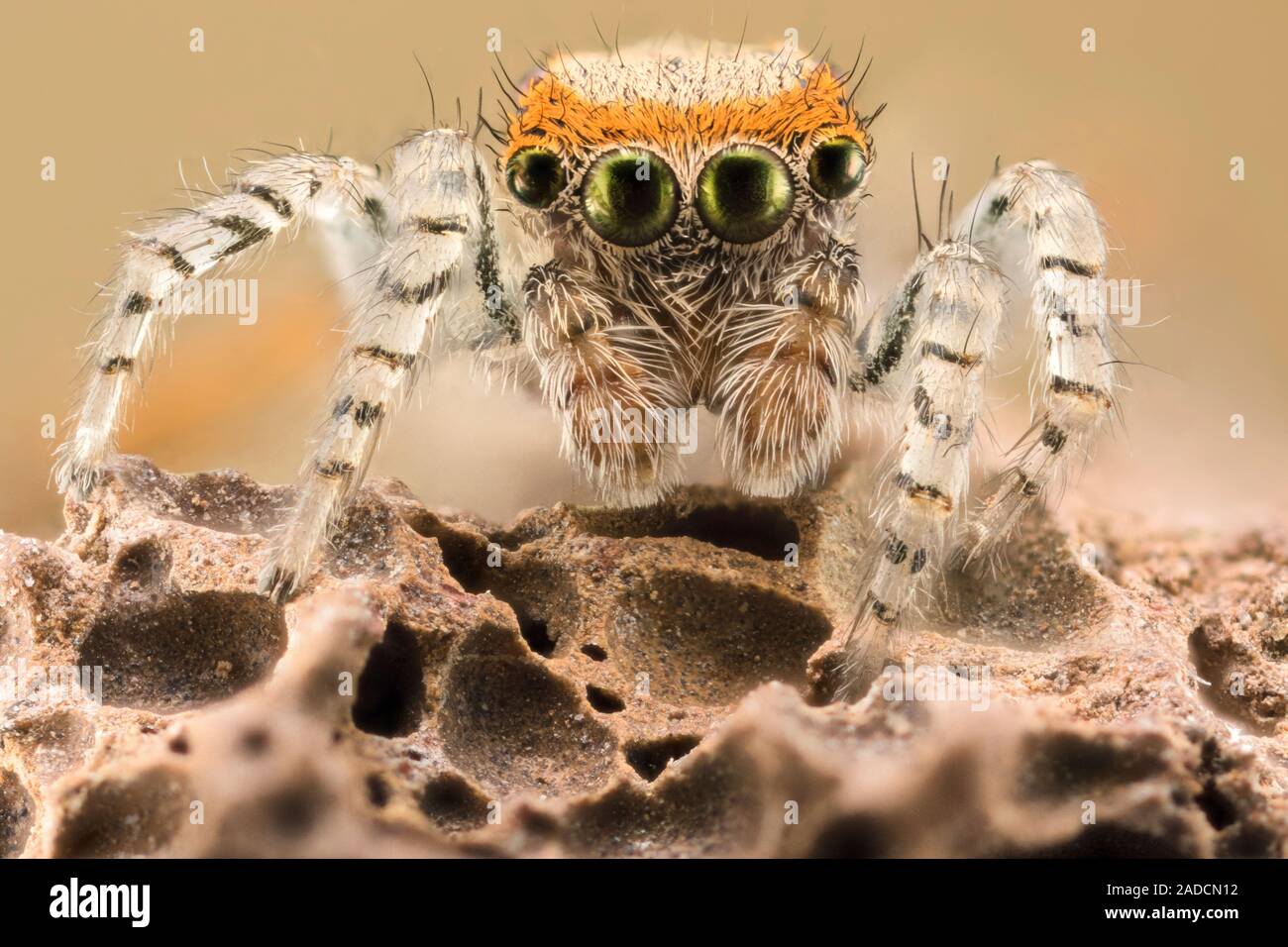 Saitis barbipes jumping spider, macrophotograph. Visible on its head ...