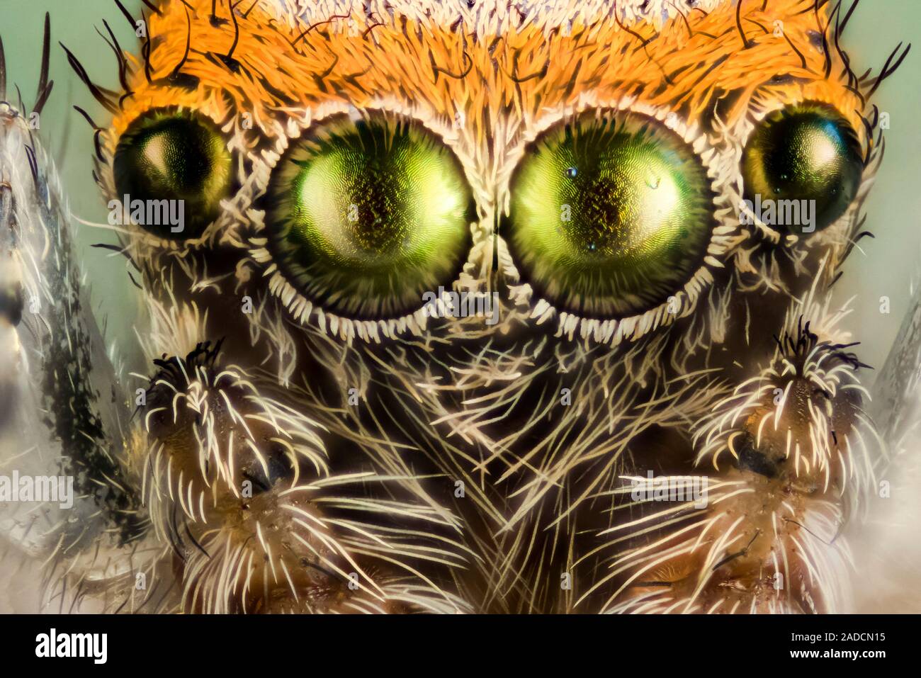 Eyes of a jumping spider. Close-up macrophotograph of four of the ...