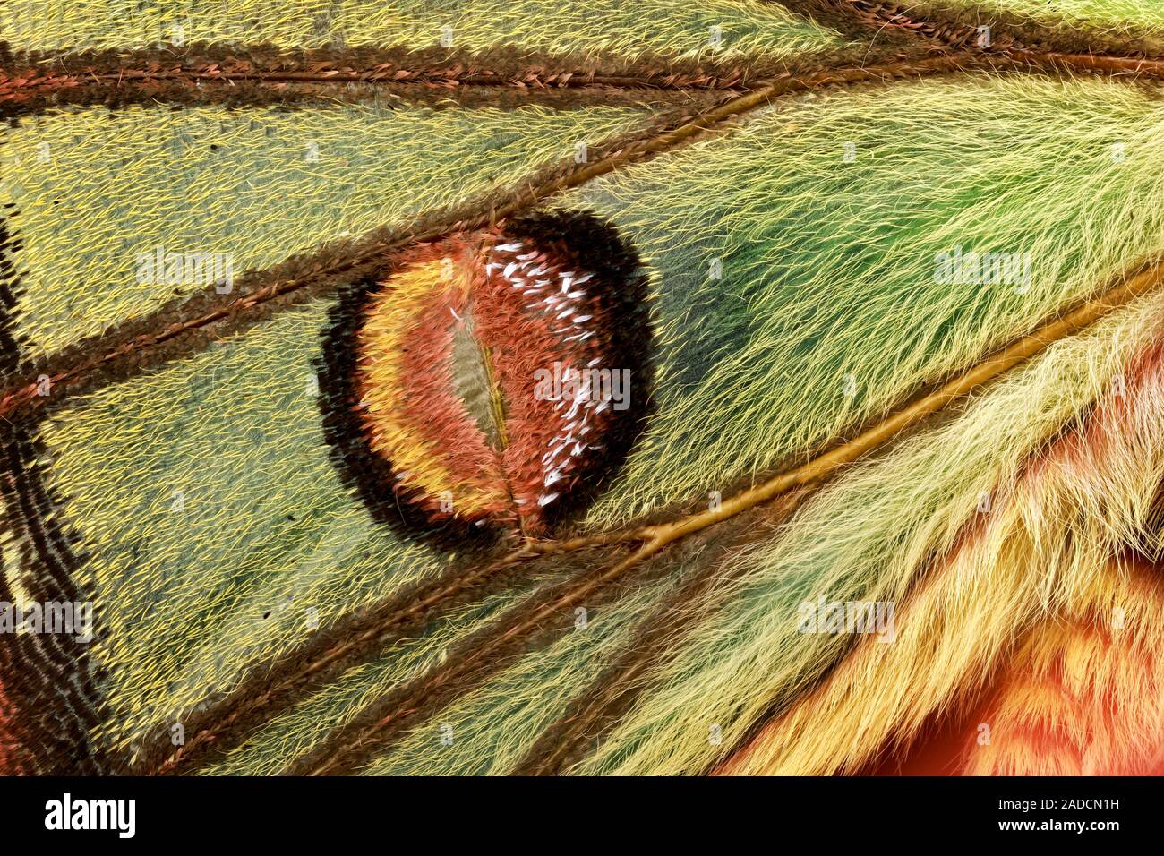 Spanish moon moth (Graellsia isabellae) eyespot, macrophotograph Stock ...