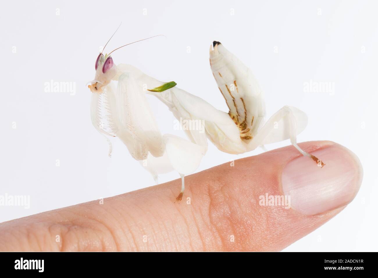 Orchid mantis (Hymenopus coronatus) on a finger. This insect is also ...