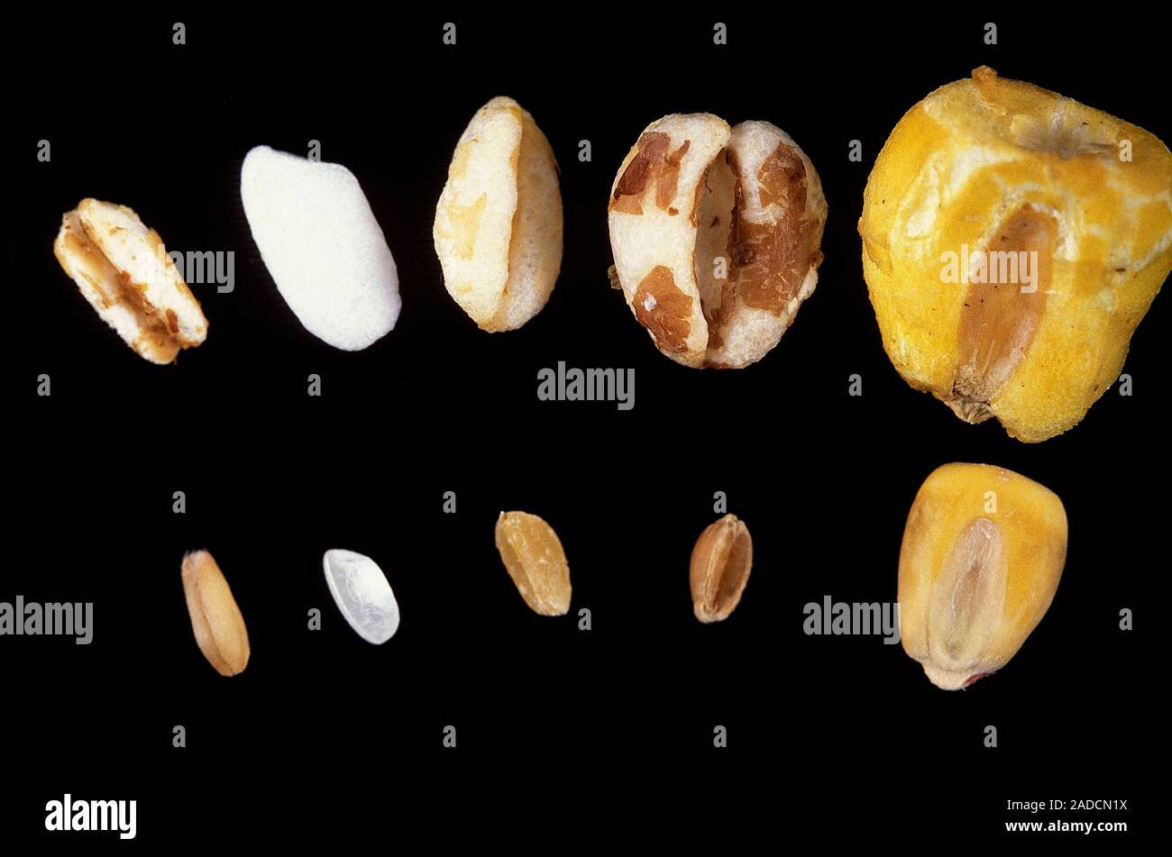 Puffed and unpuffed cereal grains. Five types of cereal grains in ...