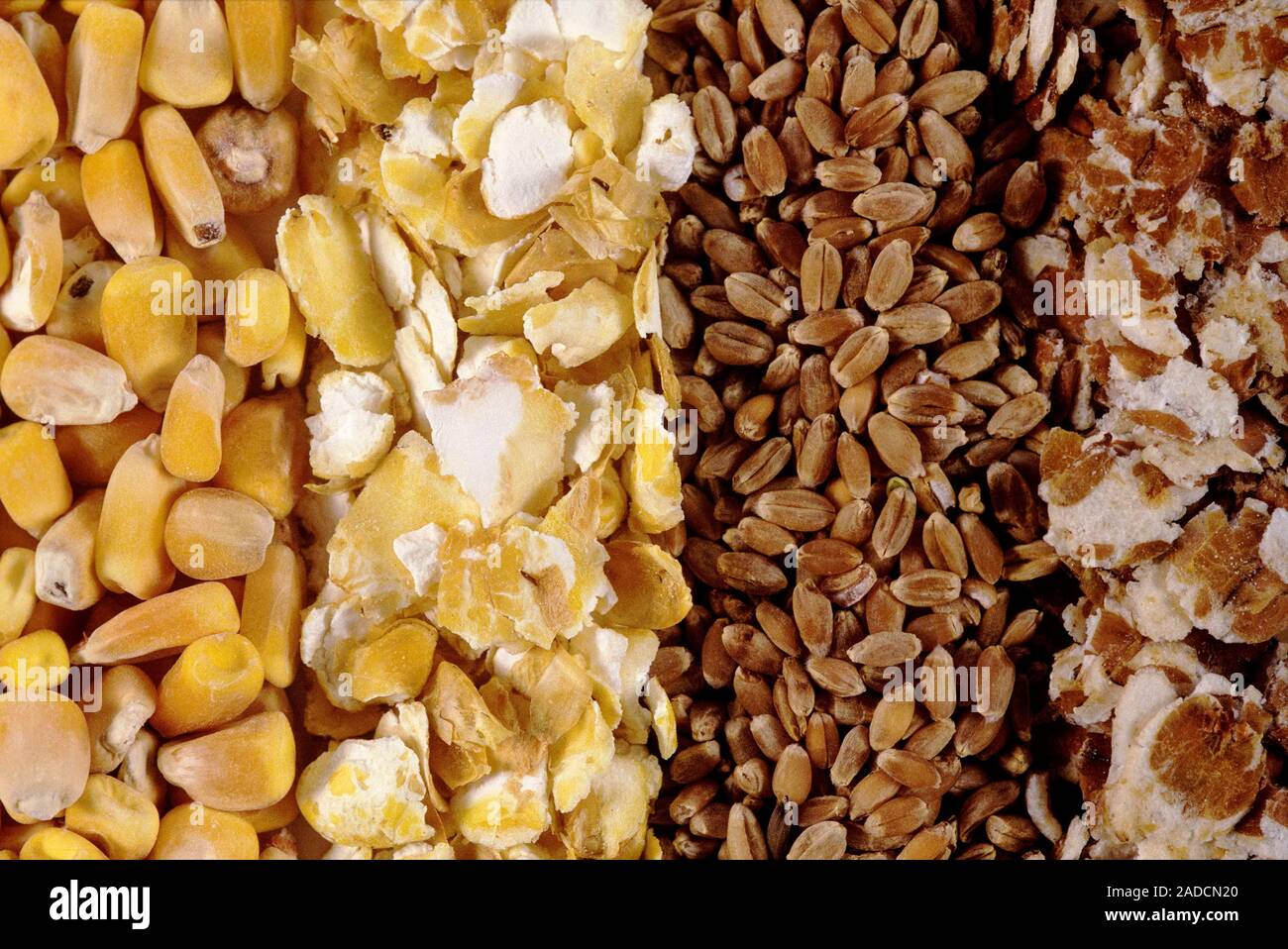 Maize and wheat grains, unmilled and milled. From left to right: maize ...