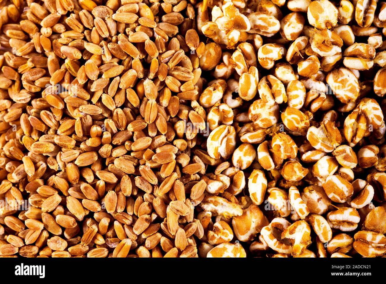 Wheat grains, unpuffed (left) and puffed (right). Wheat (Triticum sp ...