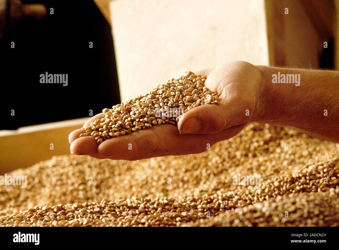 Grain being ground in a traditional mill. Grains are ground to produce ...