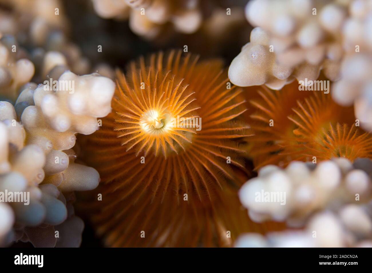Christmas tree worm (Spirobranchus giganteus). Photographed at the Um ...