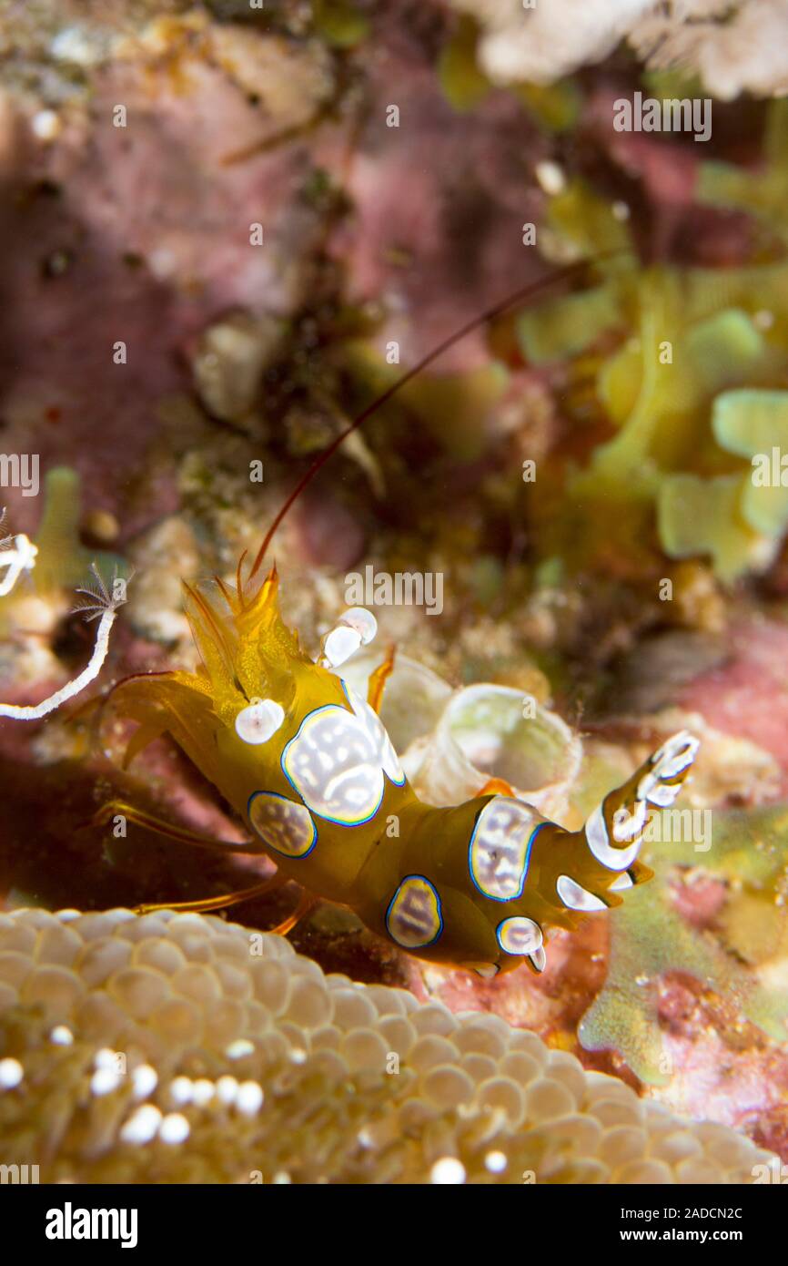 Squat shrimp (Thor amboinensis) on a carpet anemone. Photographed in ...