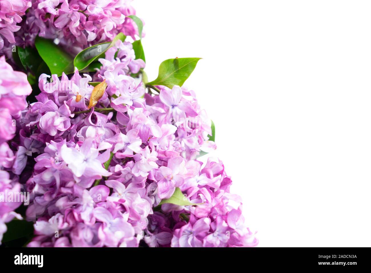 Fresh lilac flowers Stock Photo - Alamy