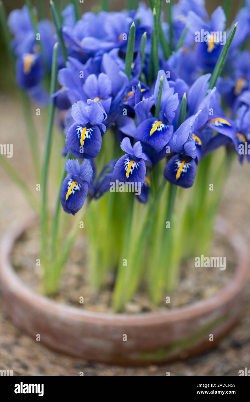 Iris reticulata 'Joyce' growing in a pot and flowering in the Spring ...