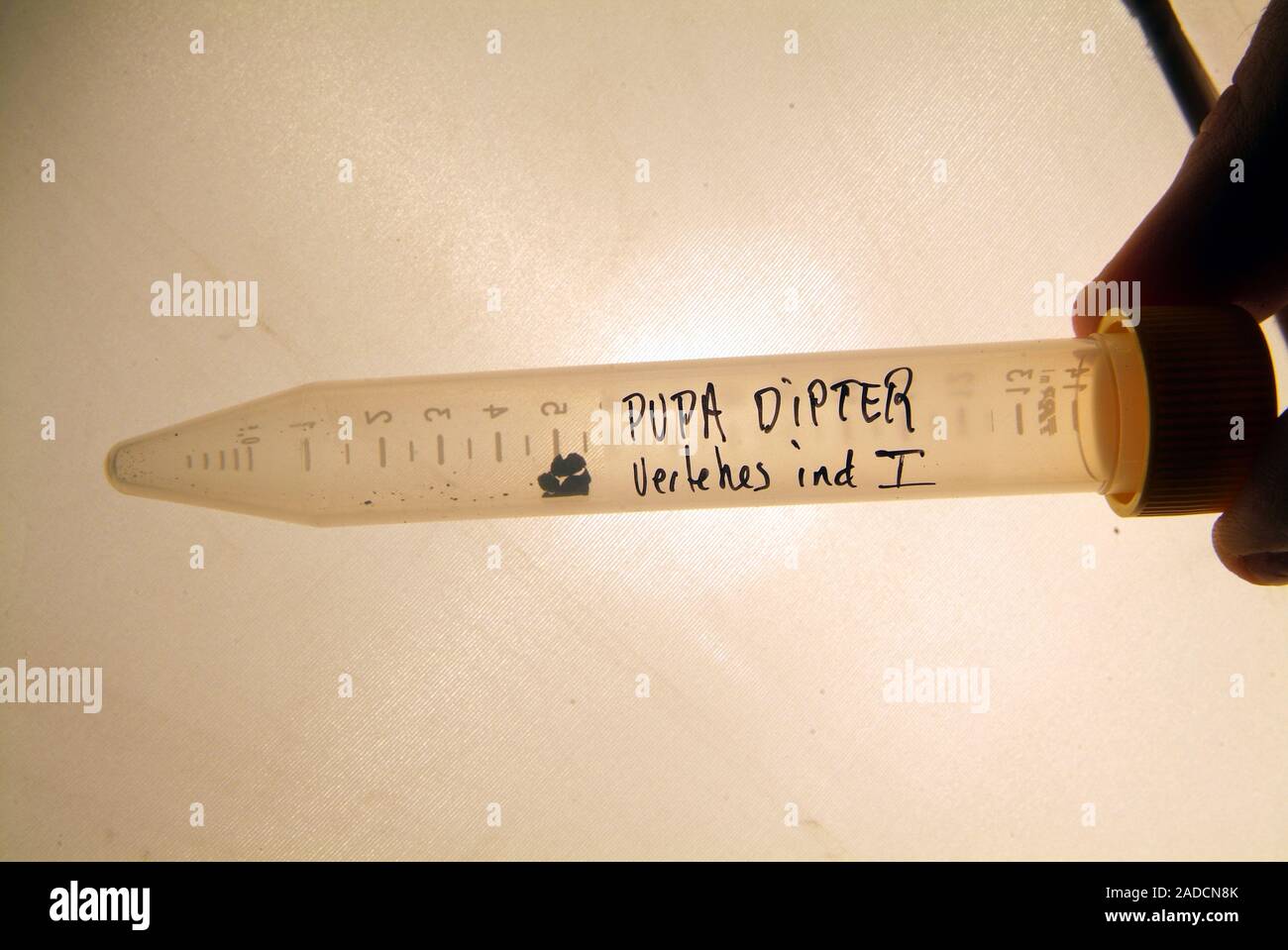 Insect pupae from prehistoric faeces. Specimen tube containing insect ...