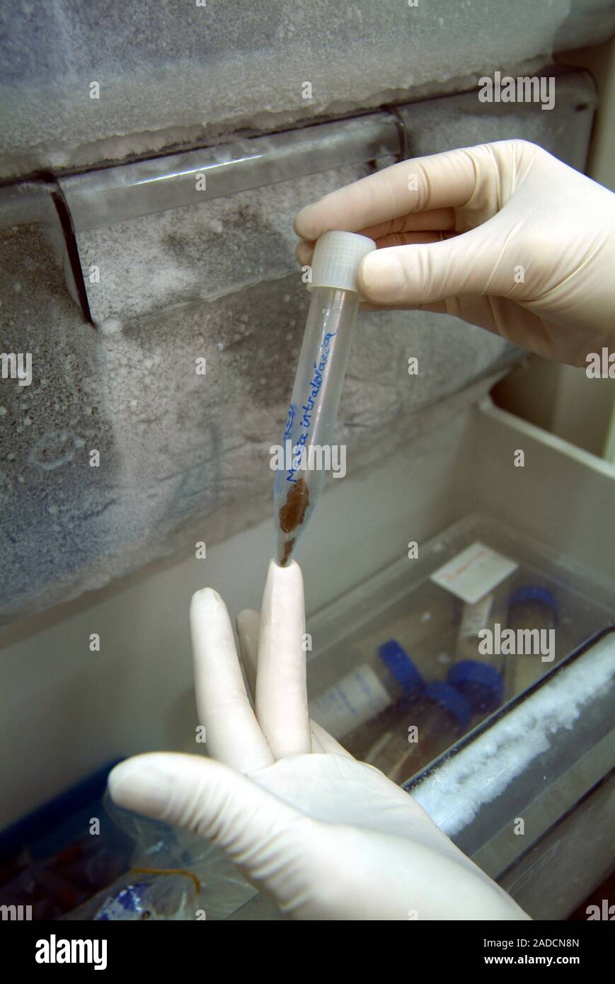 Prehistoric specimen being prepared for DNA test. Researcher handling a ...