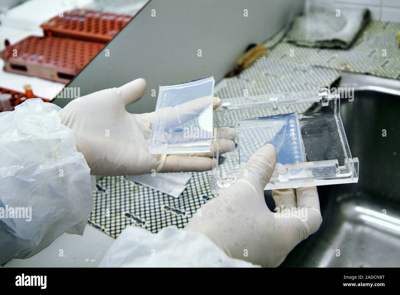 DNA test in anthropology laboratory. Researcher carrying out a DNA ...