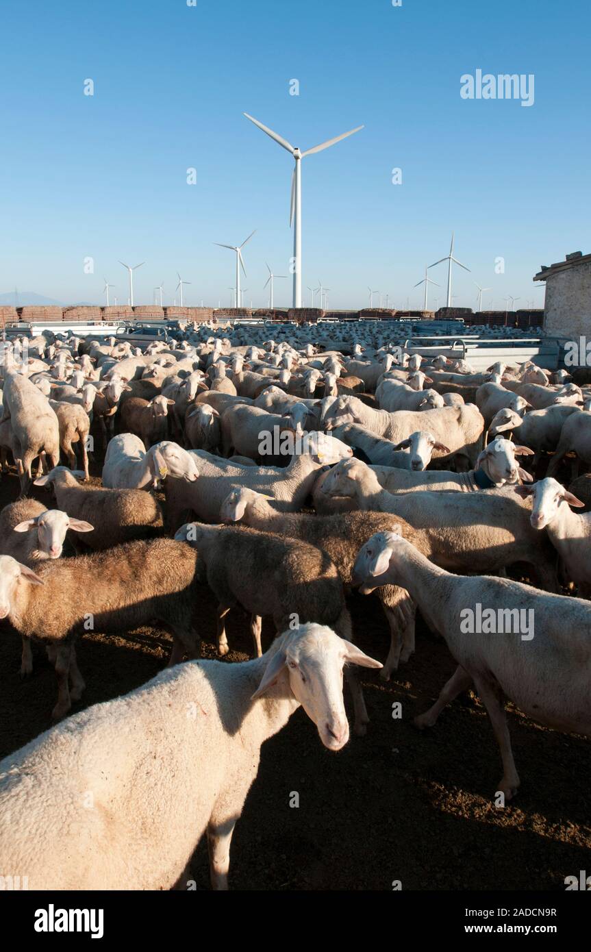 Sheep and wind turbines. The wind turbines form part of a wind farm ...