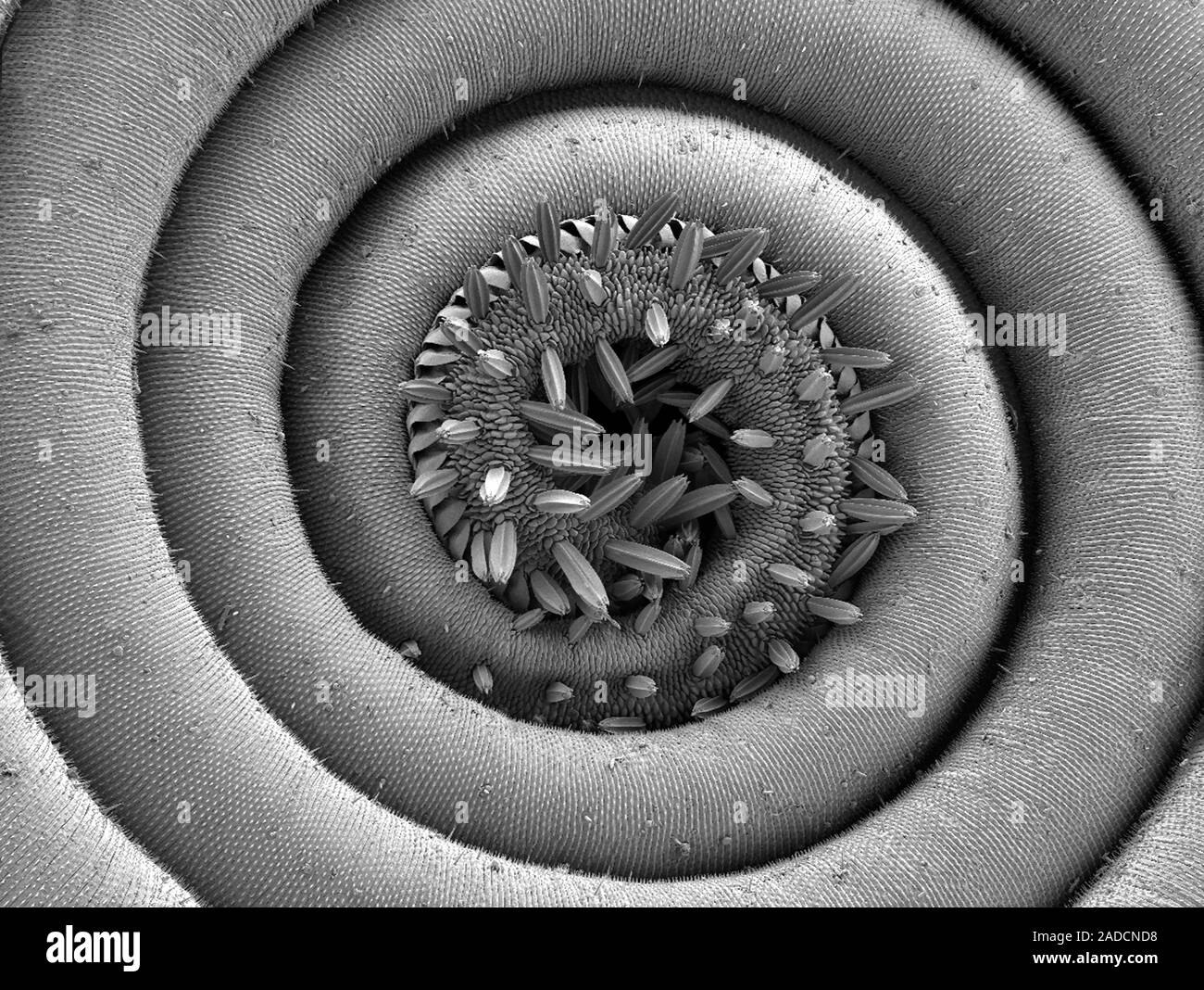 Moth proboscis. Scanning electron micrograph (SEM) of the coiled ...