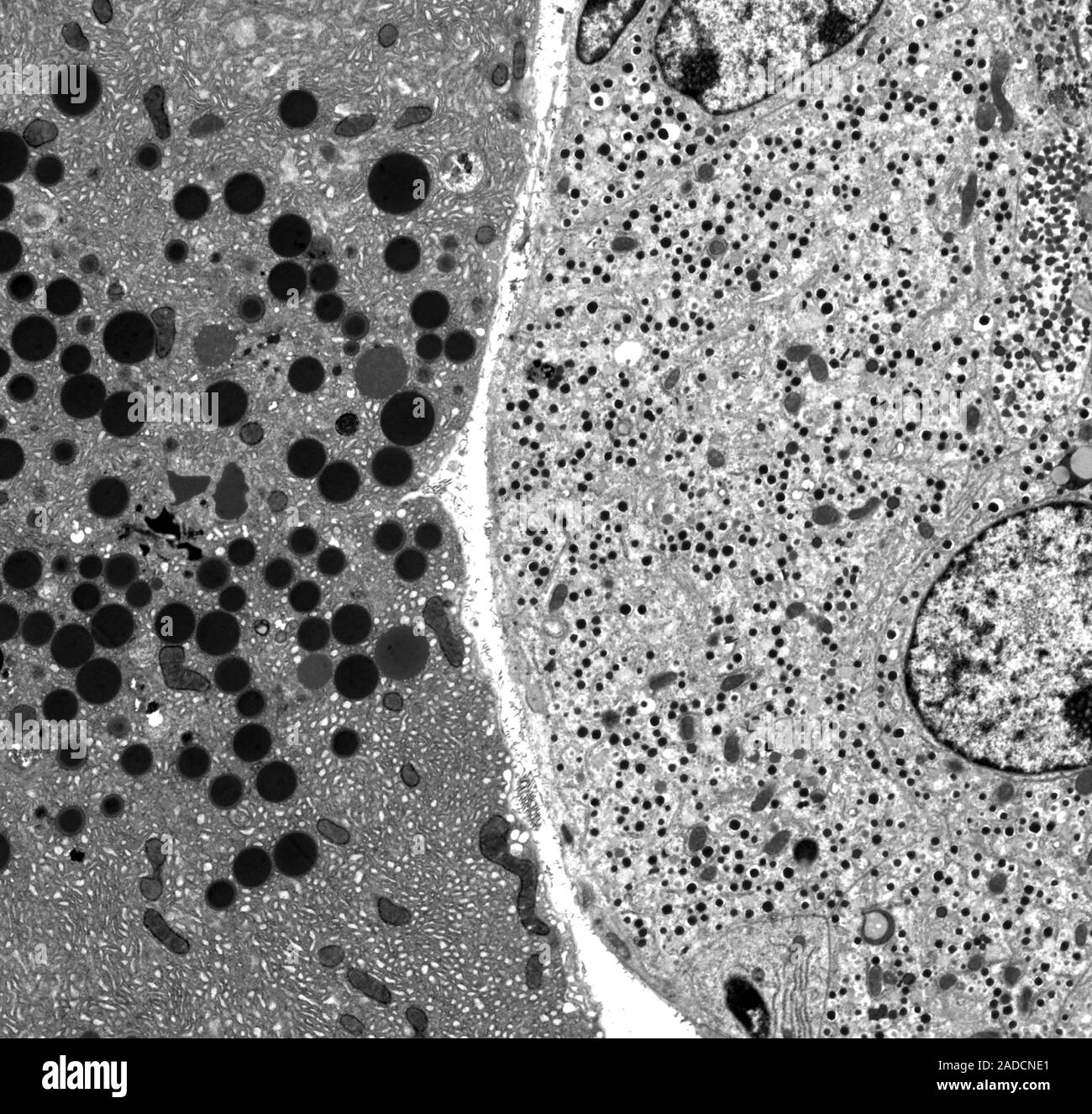 Pancreatic cells. Transmission electron micrograph (TEM) of an acinar ...
