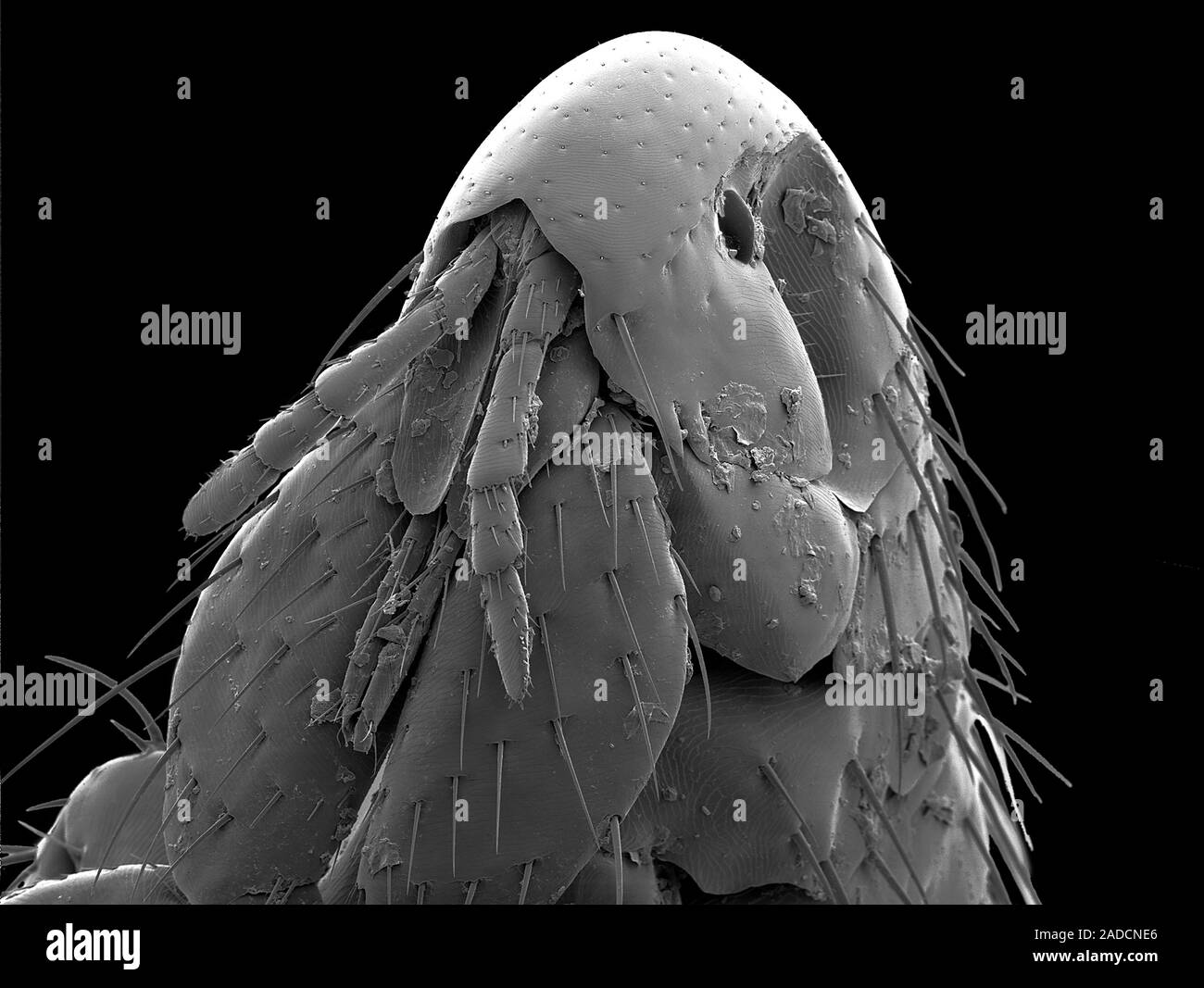 Cat flea head. Scanning electron micrograph (SEM) of a cat flea ...