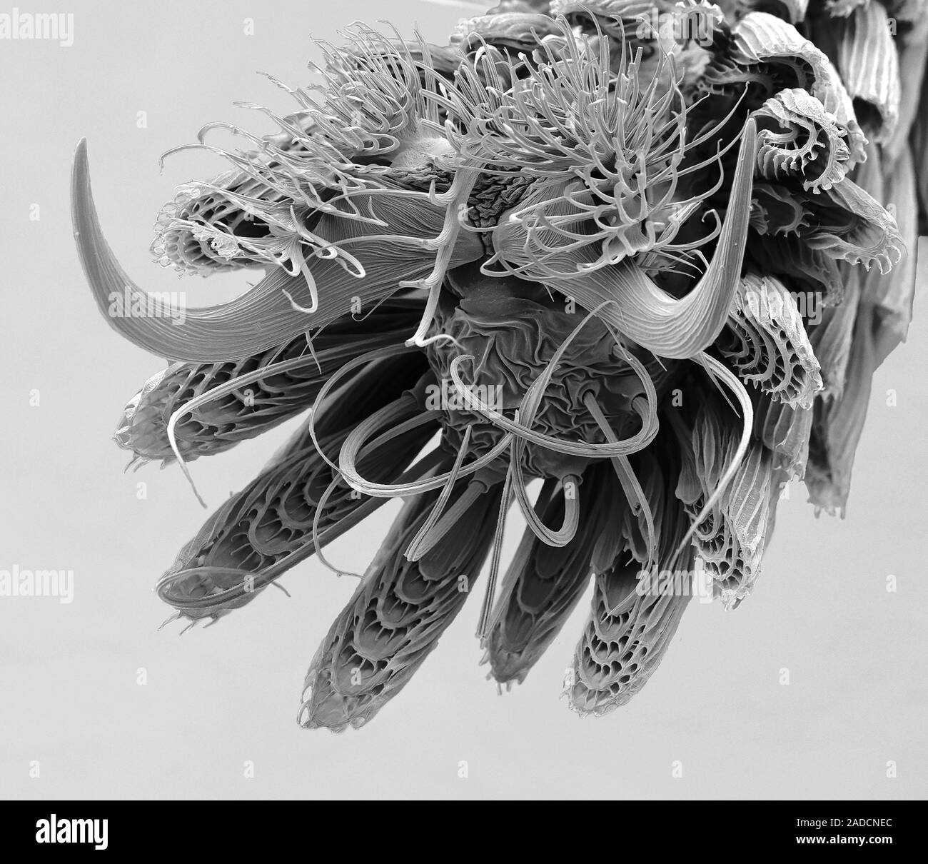 Scanning electron micrograph (SEM) of the mosquito tarsus. Shown here ...