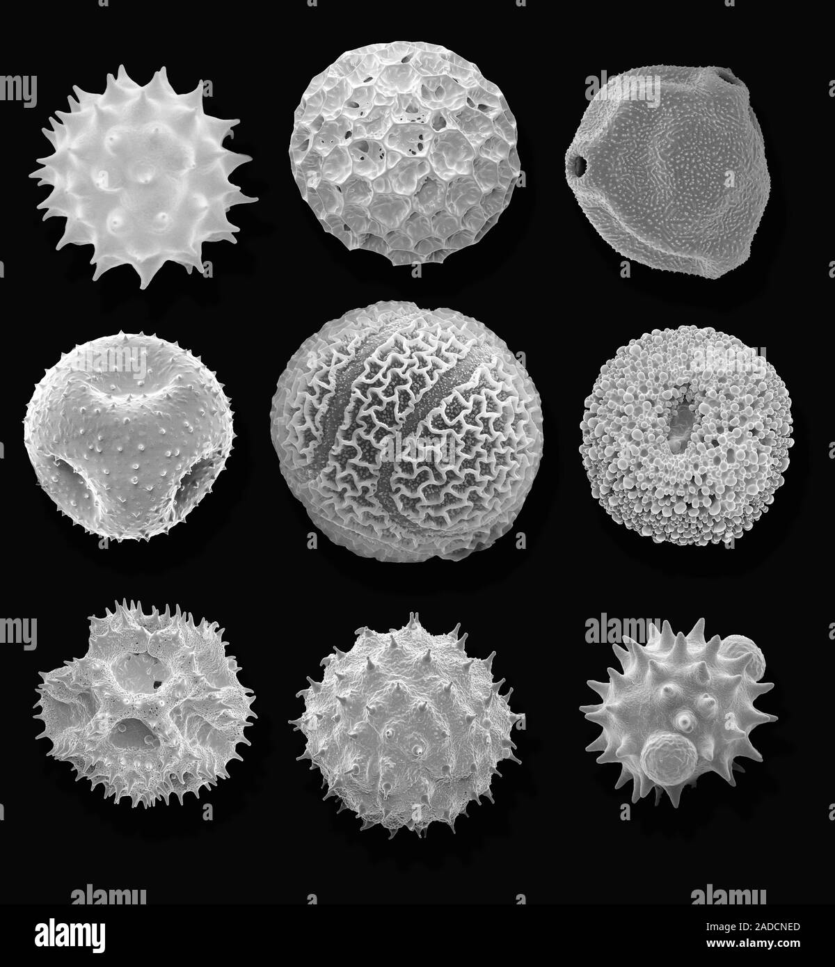 Pollen grains. Scanning electron micrographs (SEM) of pollen grains ...