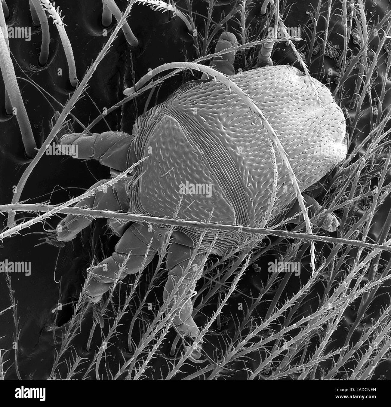Acarine bee mite, scanning electron micrograph (SEM). The acarine or ...