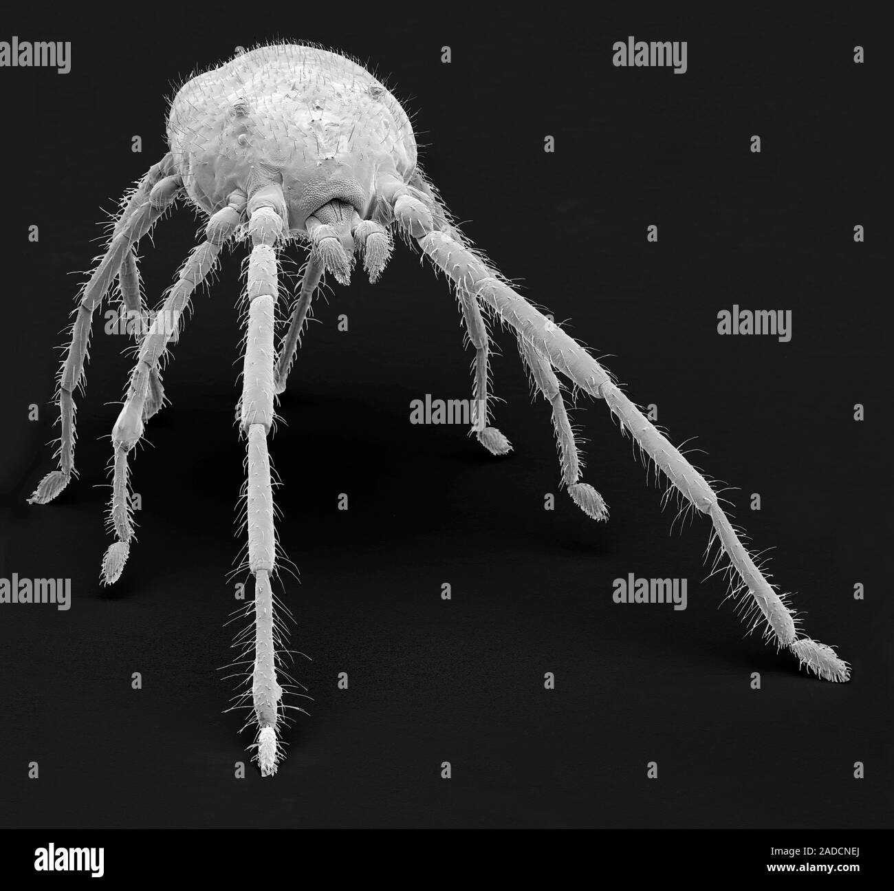 Predatory mite, scanning electron micrograph (SEM). Mites are small ...