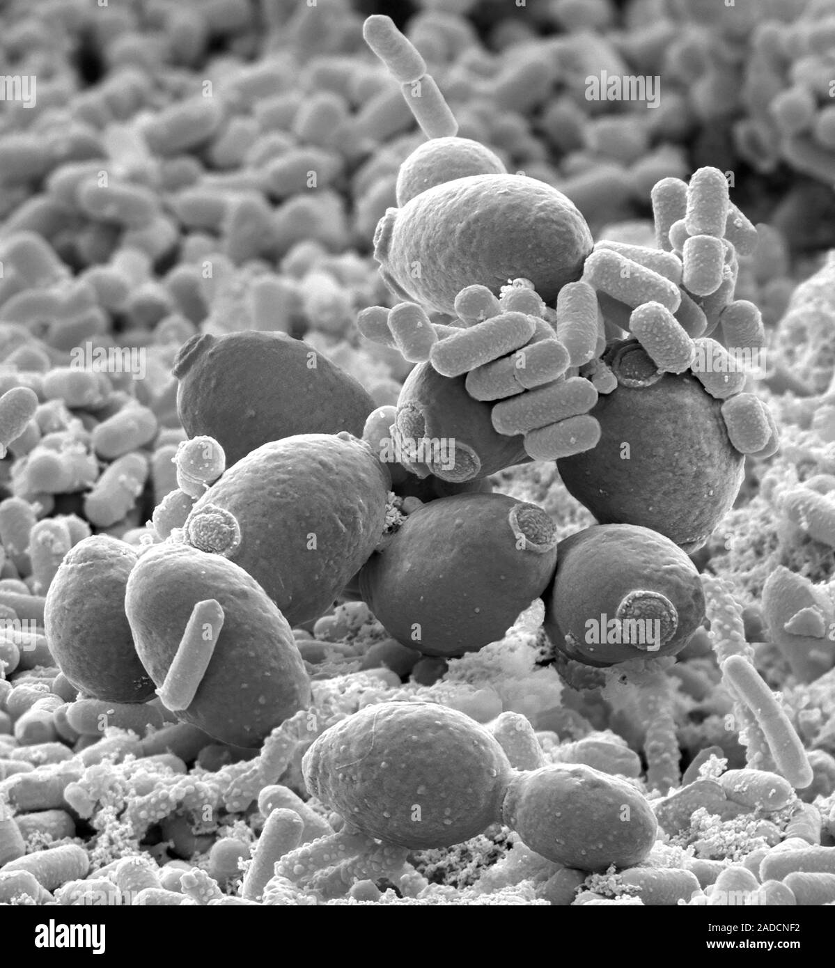 Probiotic flora, scanning electron micrograph (SEM). Probiotics are ...