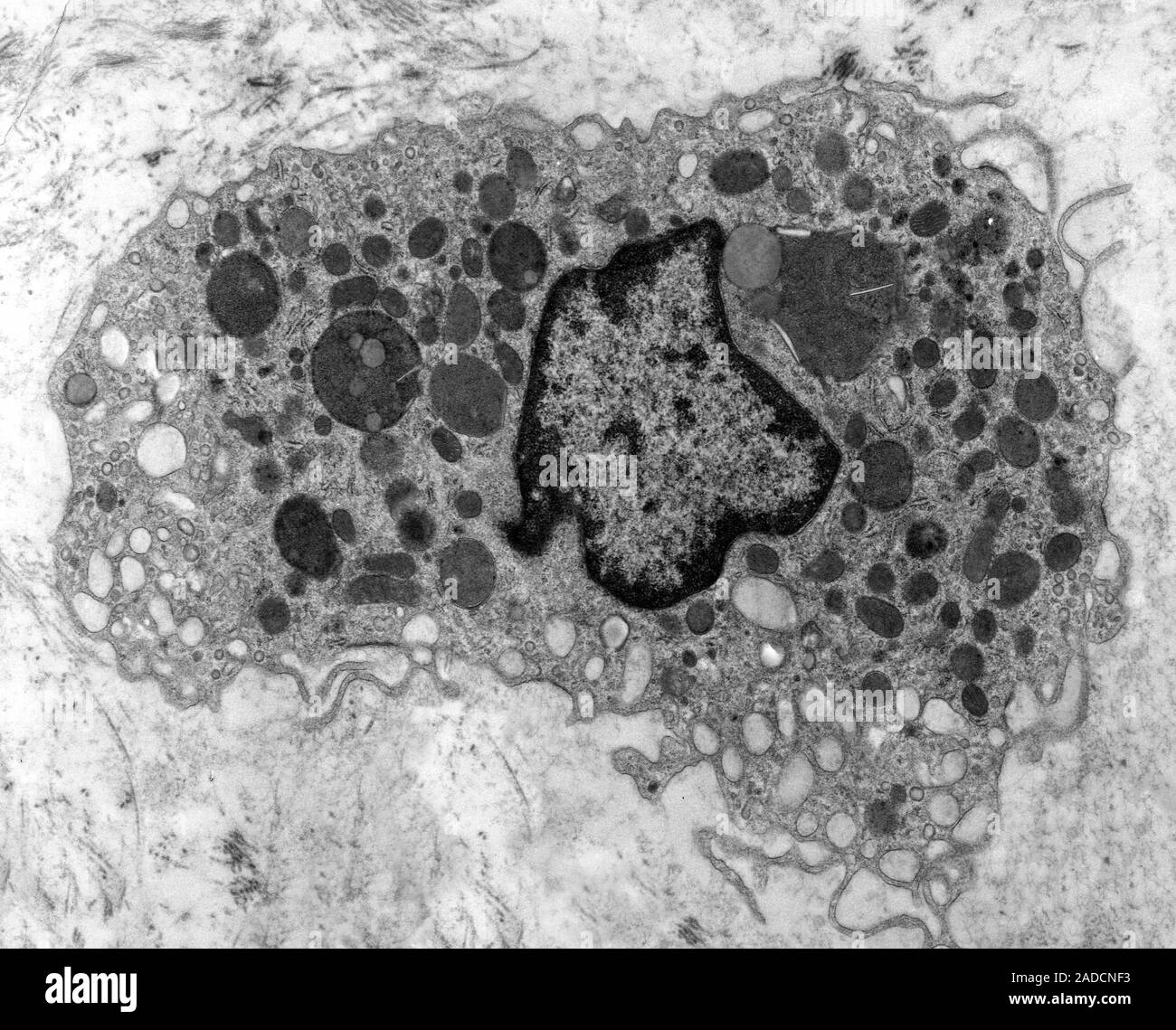 Macrophage. Transmission electron micrograph (TEM) of a macrophage cell ...