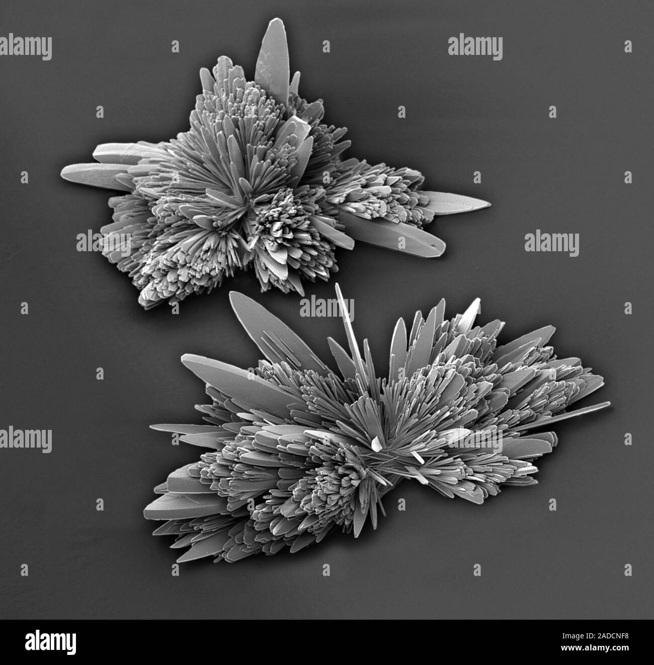 Salbutamol sulphate crystals, scanning electron micrograph (SEM ...