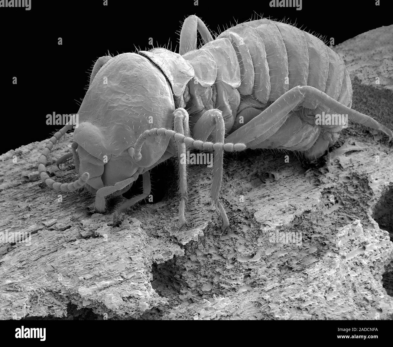 Worker termite, scanning electron micrograph (SEM). Termites (order ...