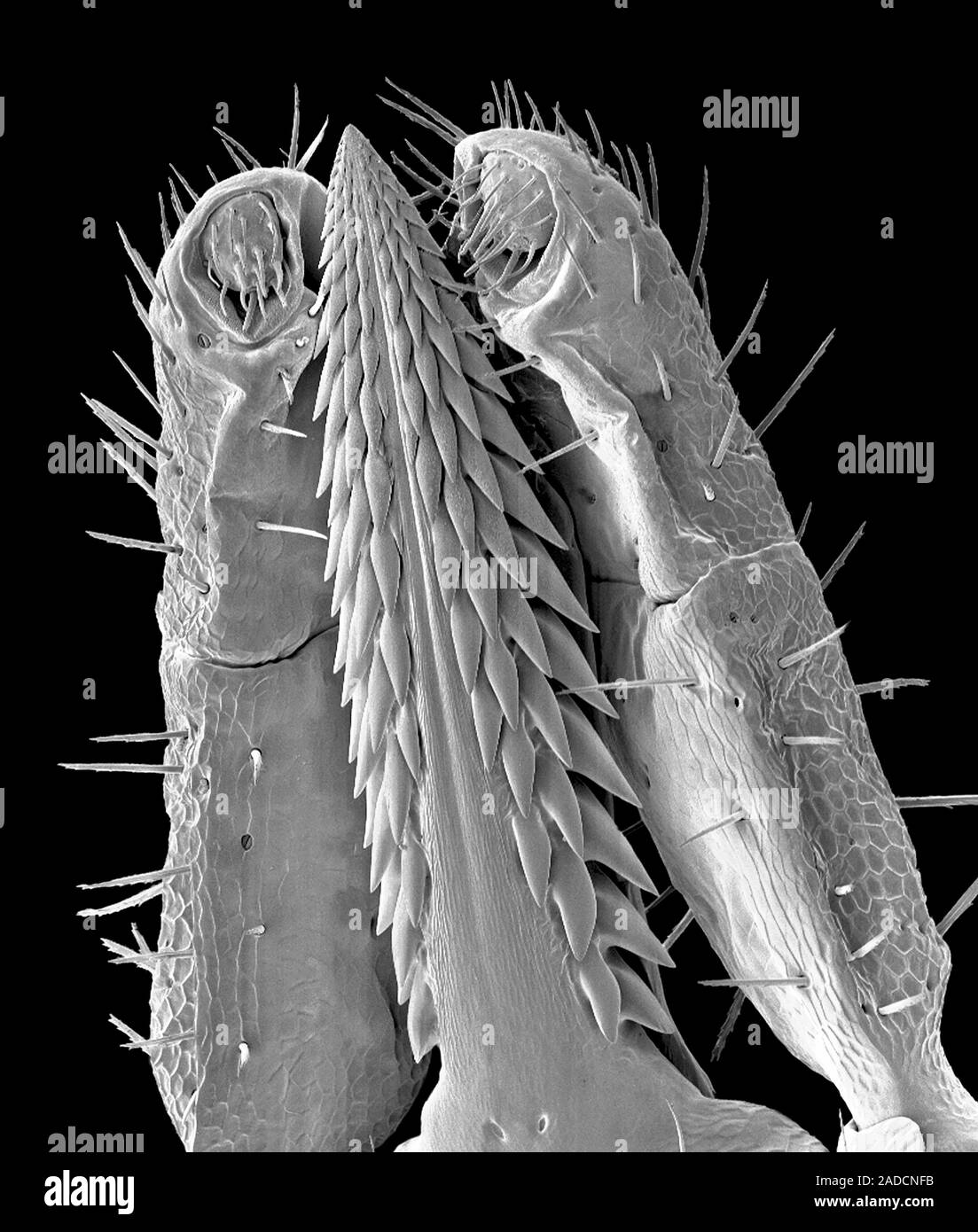 Ixodes tick mouthparts, scanning electron micrograph (SEM). The ...