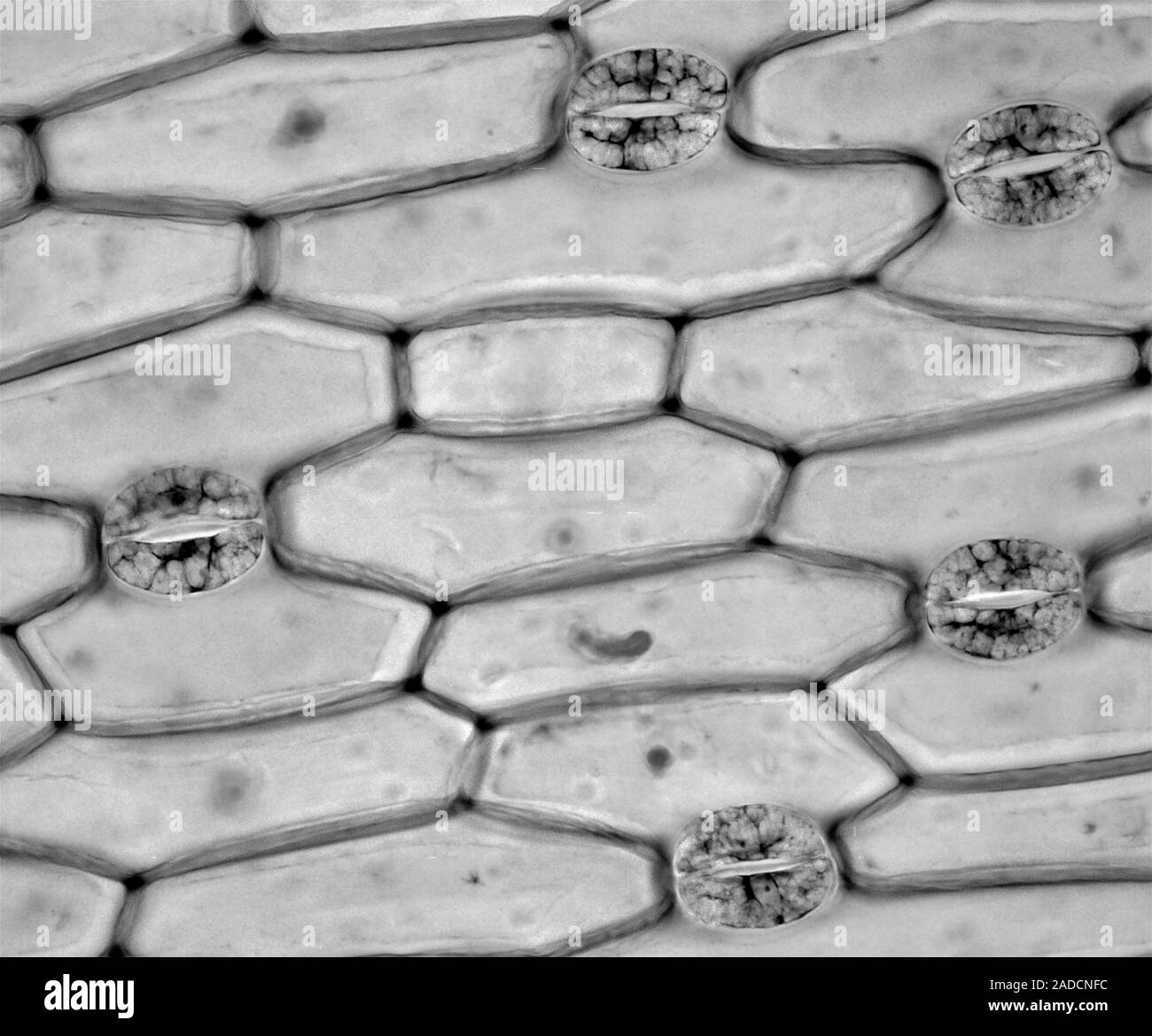 Plant stomata. Light micrograph (LM) of stomata on the surface of a ...