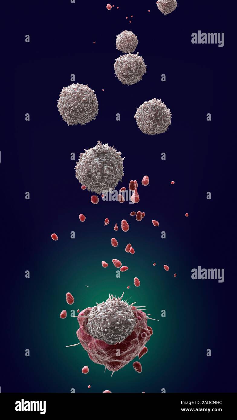 T-cell attacking cancer cell. Computer illustration of a T-lymphocyte ...