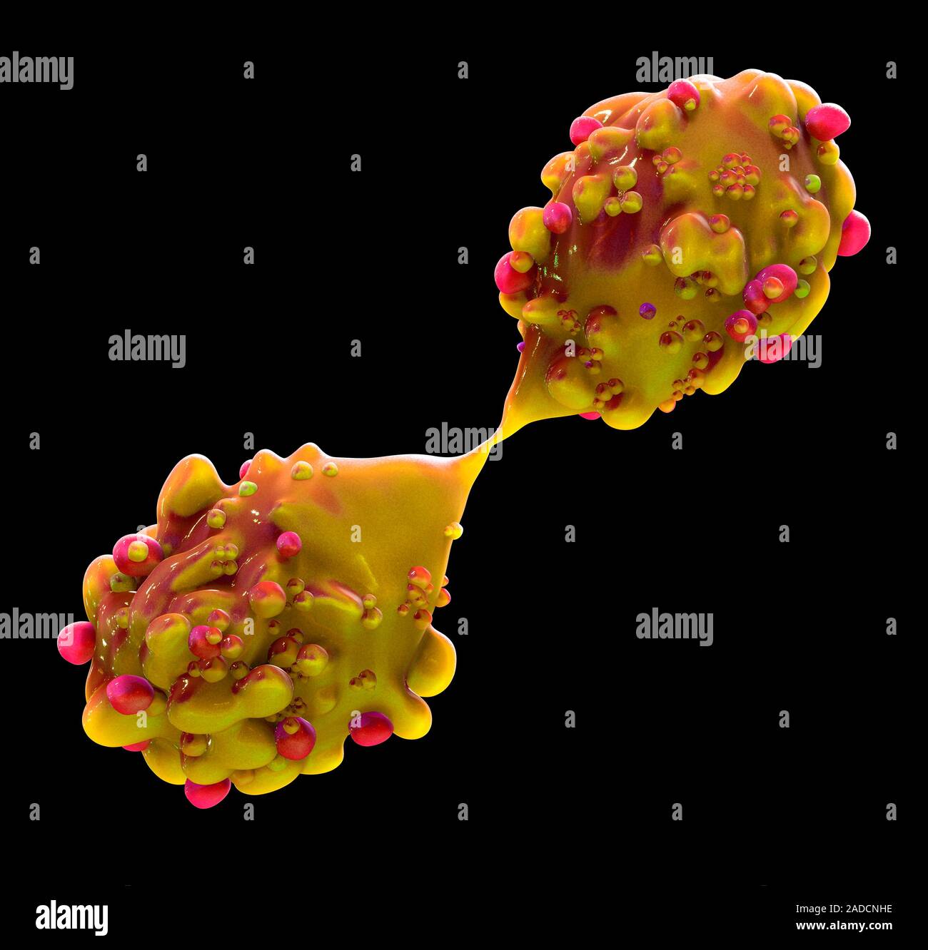 Cancer cell dividing. Computer illustration of a malignant (cancerous ...