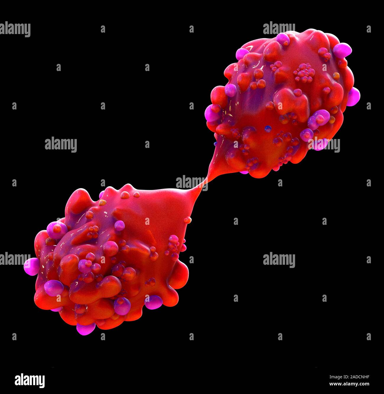 Cancer cell dividing. Computer illustration of a malignant (cancerous ...