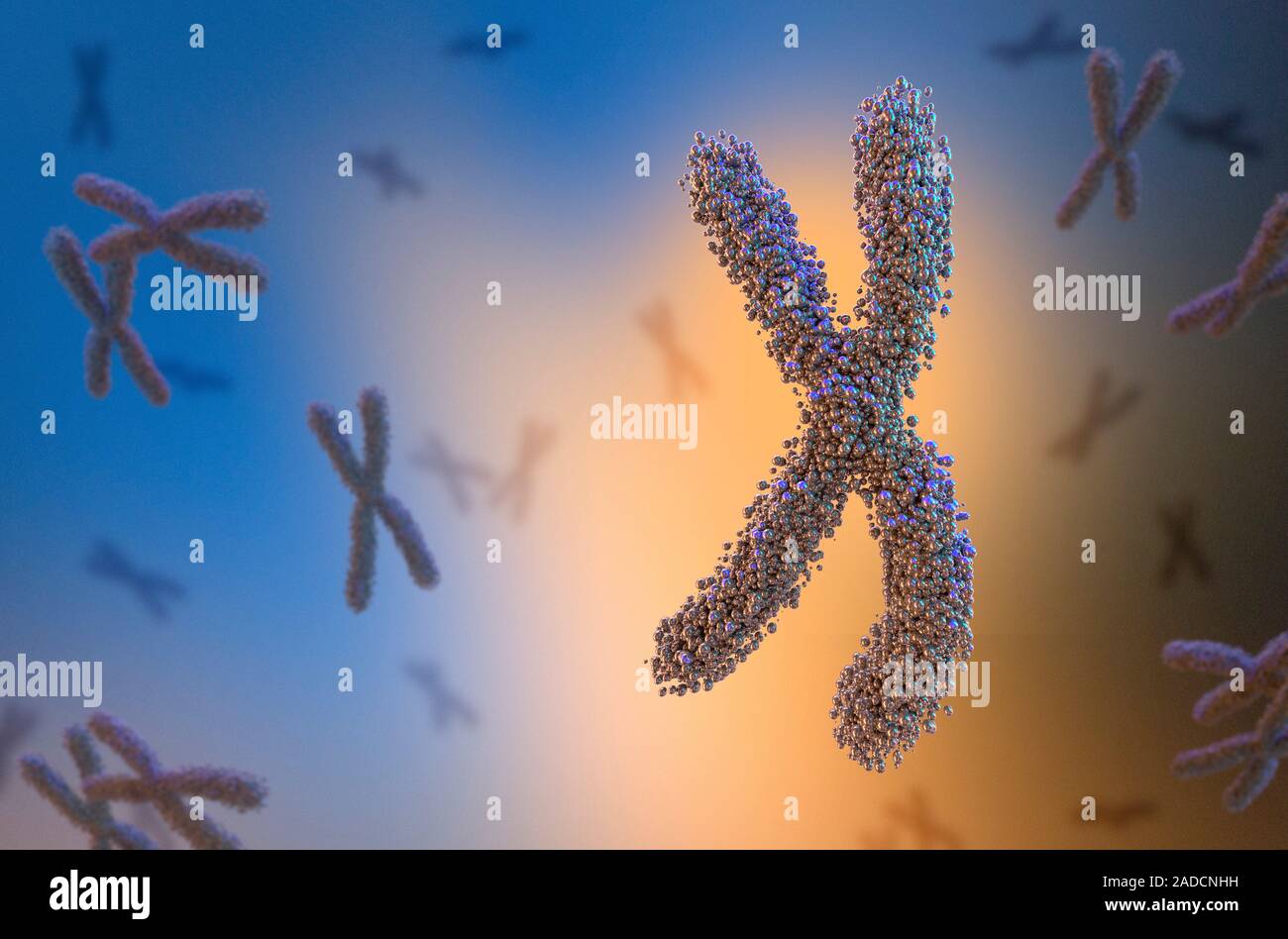Chromosome. Computer illustration of a human chromosome. Chromosomes ...