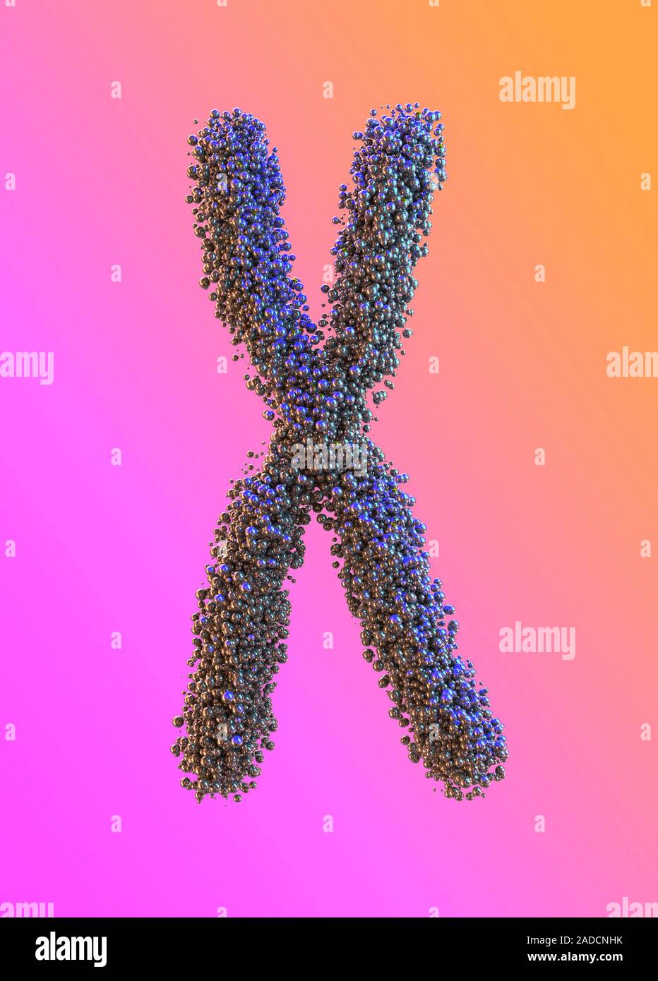 Chromosome. Computer illustration of a human chromosome. Chromosomes ...