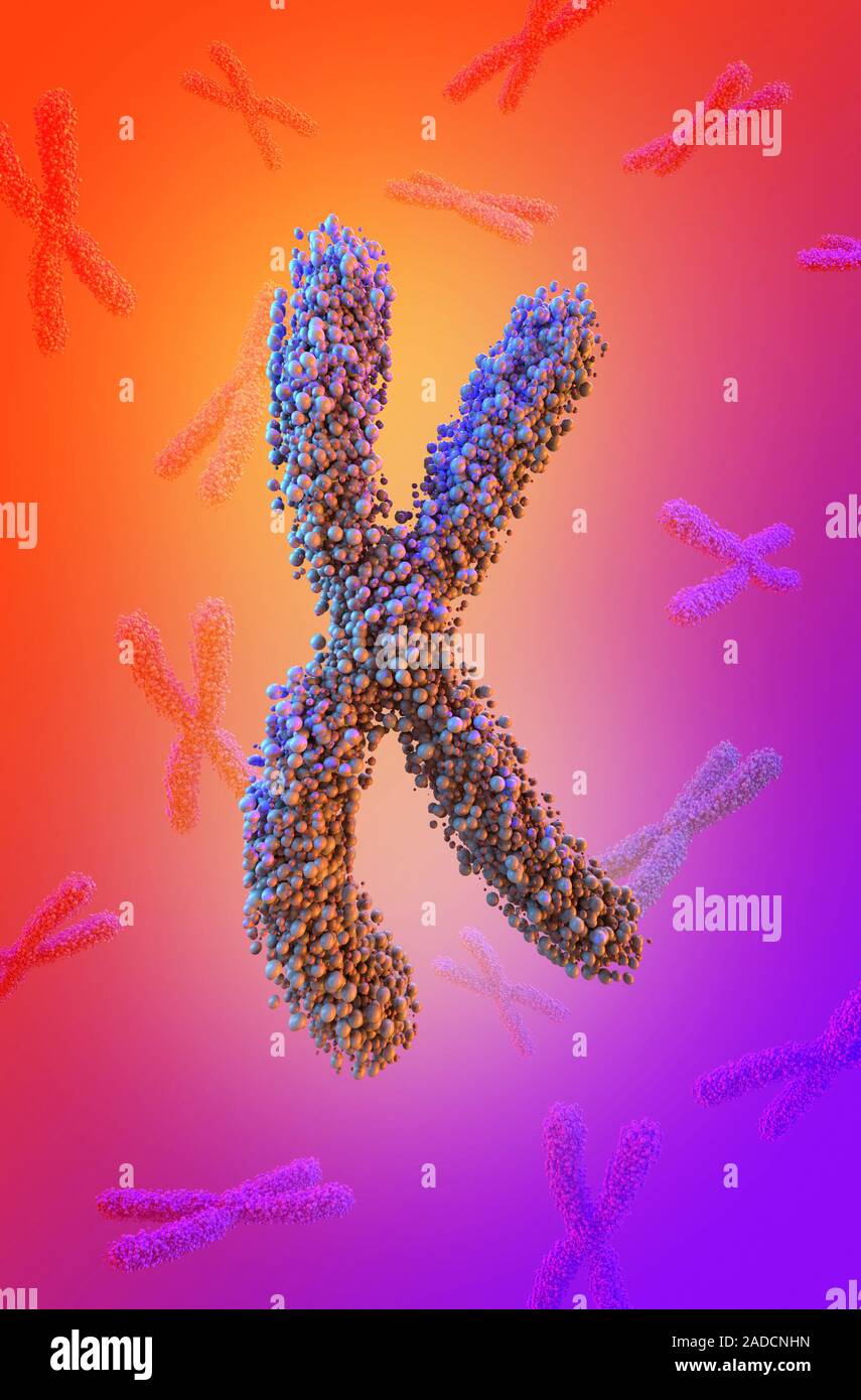 Chromosome. Computer illustration of a human chromosome. Chromosomes ...