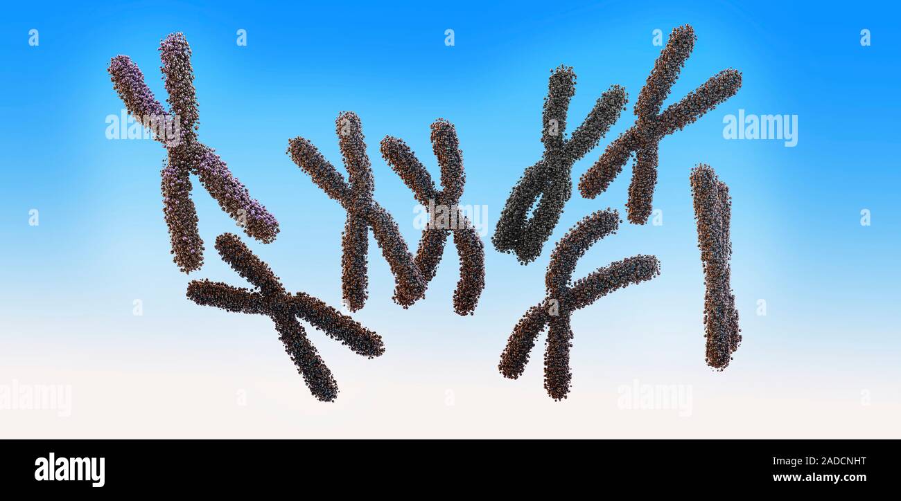 Chromosomes. Computer illustration of human chromosomes. Chromosomes ...