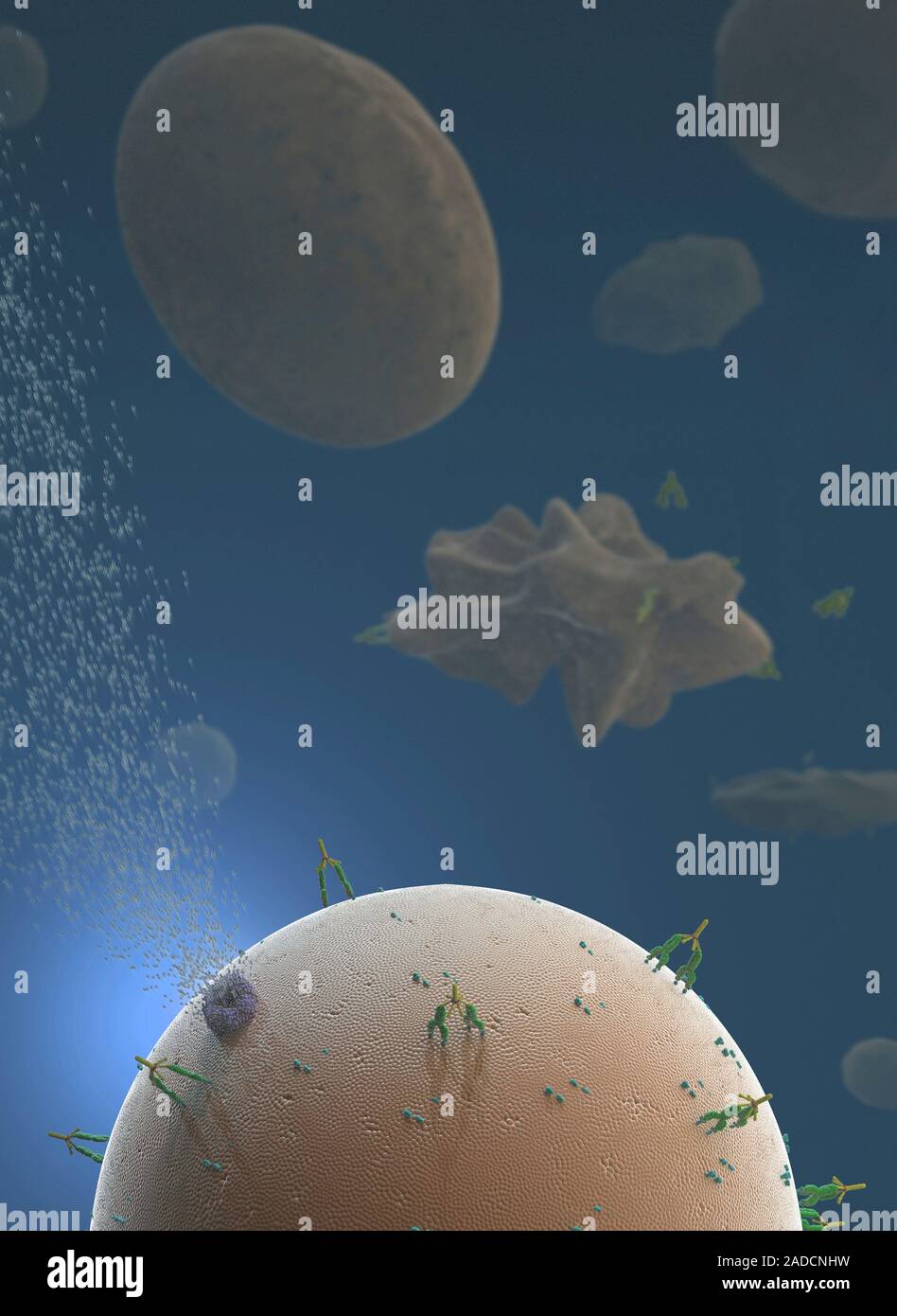 Complement system, computer illustration. The complement system is a ...